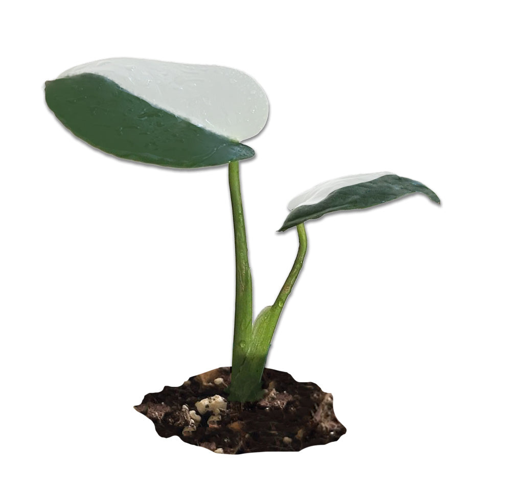 Monstera variegata (weiße Monstera) aus Samen ziehen – Pflanzpaket